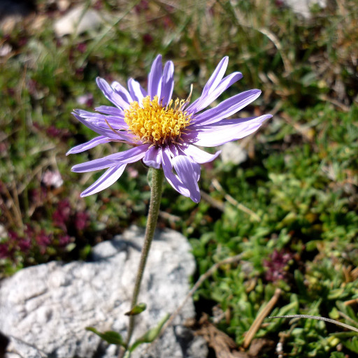Alpine Aster (Aster Alpinus) Plant Care & How to Grow, Water