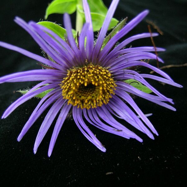 Aster Barbellatus Care Guide: Water, Soil & Propagation - Plantiary