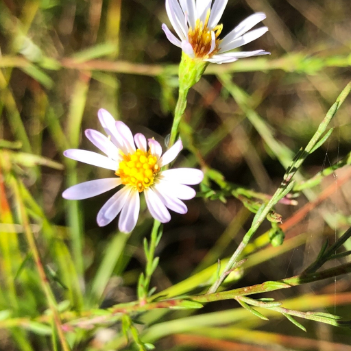 Bushy Aster (Aster Dumosus) Plant Care & How to Grow, Water