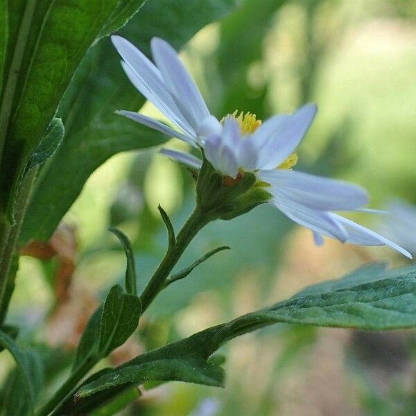 Japanese Aster (Aster Incisus) Plant Care & How to Grow, Water