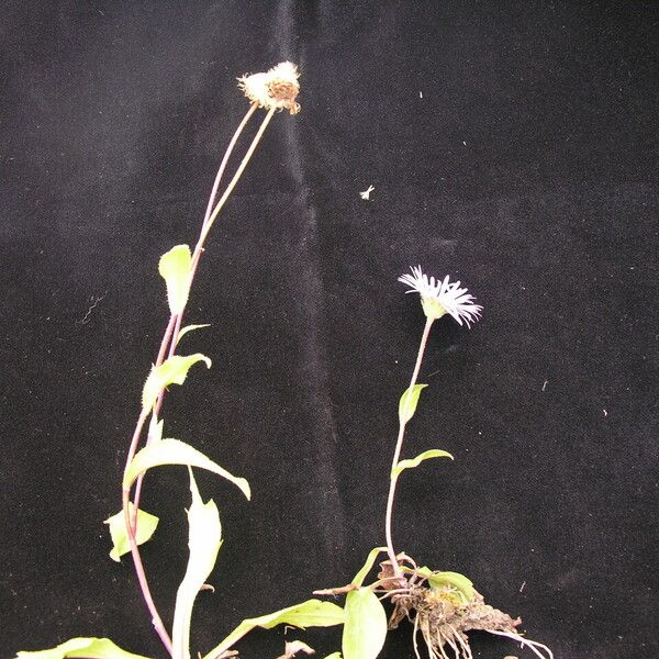 Aster Indamellus Care Guide: Water, Soil & Propagation - Plantiary