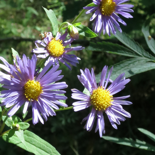 Maack's Aster (Aster Maackii) Plant Care & How to Grow, Water