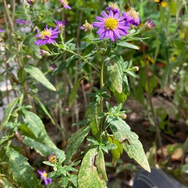 Aster Microcephalus Care Guide: Water, Soil & Propagation - Plantiary