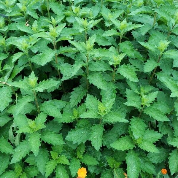 Connected Aster (Aster Mongolicus) Plant Care & How to Grow, Water