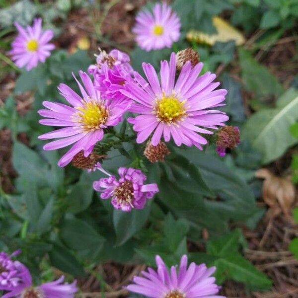 Pyrenean Aster (Aster Pyrenaeus) Plant Care & How to Grow, Water