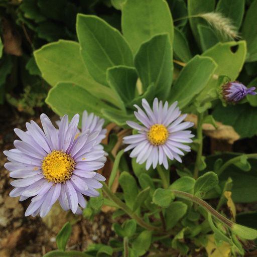 Seashore Spatulate Aster (Aster Spathulifolius) Plant Care & How to ...