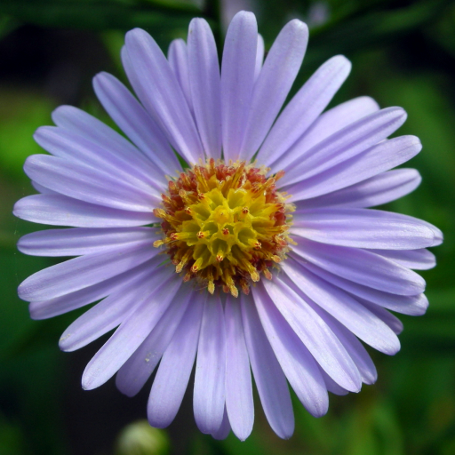 Tatarian Aster (Aster Tataricus) Plant Care & How to Grow, Water