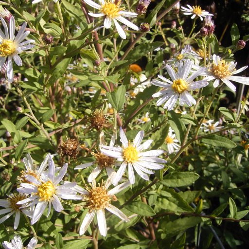 Aster Plant Care & How to Grow, Water