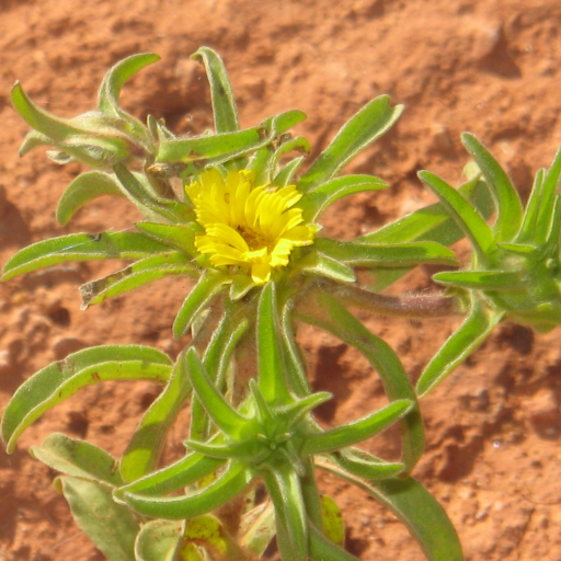 Golden Starwort (Asteriscus Aquaticus) Plant Care & How to Grow, Water