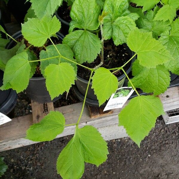 False Goatsbeard (Astilbe Biternata) Plant Care & How to Grow, Water