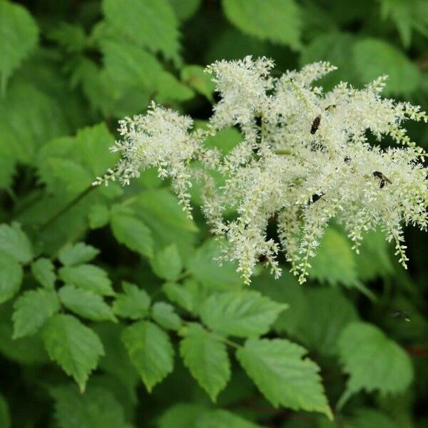 Astilbe Formosa Plant Care & How to Grow, Water