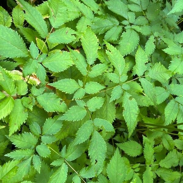 Korean False Goat's Beard (Astilbe Koreana) Plant Care & How to Grow, Water