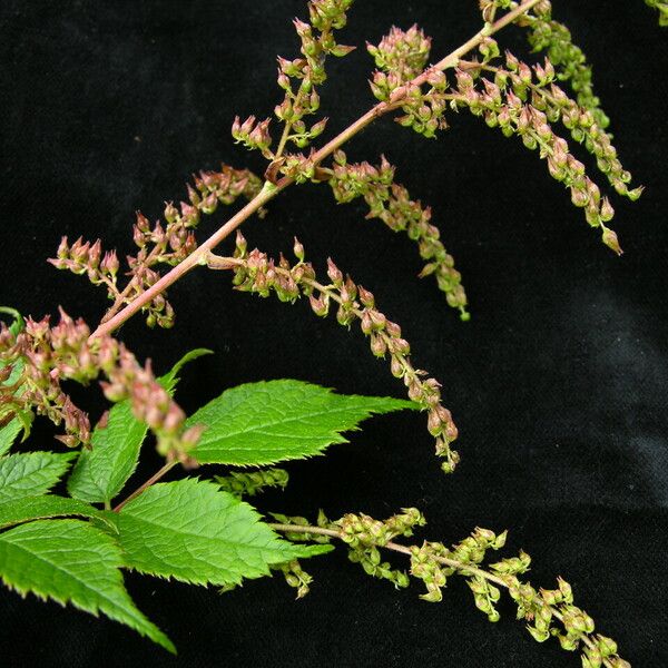 Tall False-buck's-beard (Astilbe Rivularis) Plant Care & How to Grow, Water