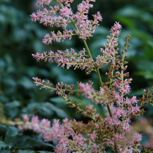 Entire-Leaf False Goat's Beard (Astilbe Simplicifolia) Care Guide ...