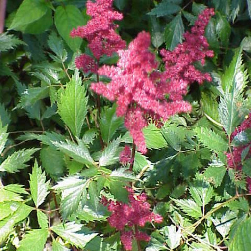 Astilbe - Mixed Varieties (Astilbe) Plant Care & How to Grow, Water