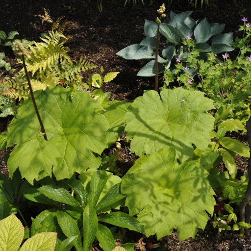Shieldleaf Rodgersia (Astilboides Tabularis) Plant Care & How to Grow ...