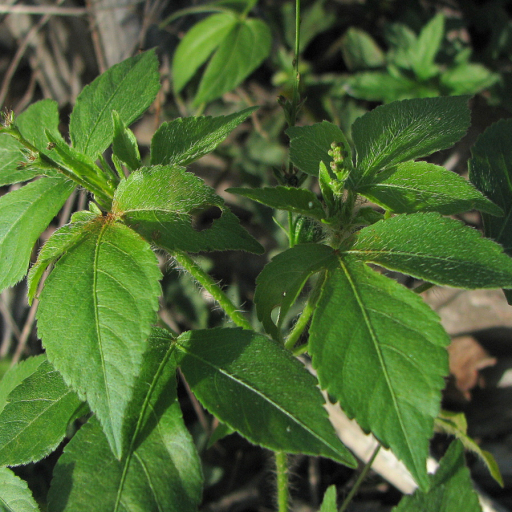 Lobed Croton (Astraea Lobata) Plant Care & How to Grow, Water