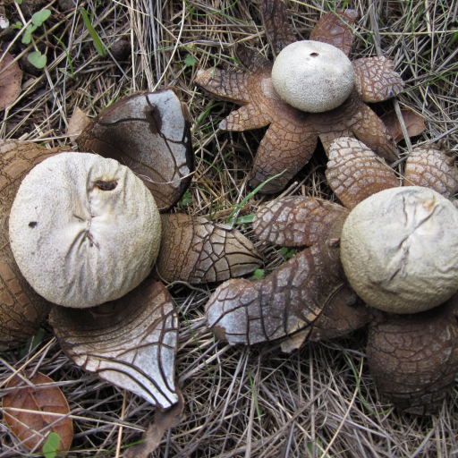 Barometer Earthstar (Astraeus Hygrometricus) Care Guide: Water, Soil ...