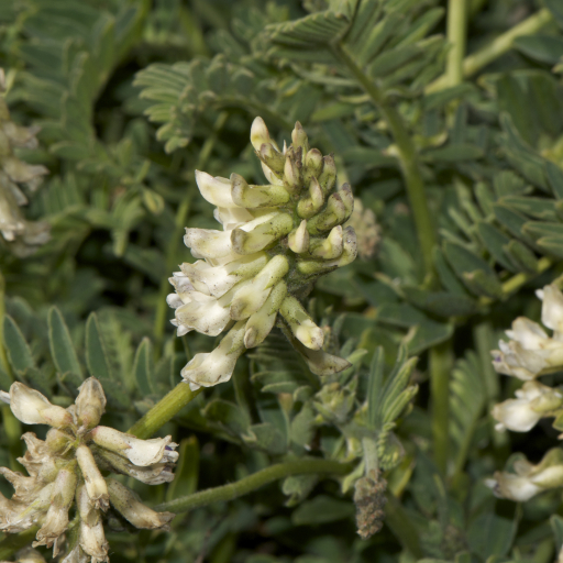 Humboldt County Milkvetch (Astragalus Agnicidus) Care Guide: Water ...