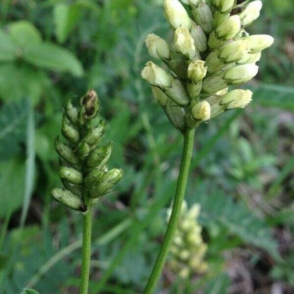 Central Alps Milk Vetch (Astragalus Alopecurus) Plant Care & How to ...