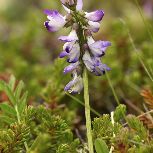 Alpine Milk-vetch (Astragalus Alpinus) Plant Care & How to Grow, Water