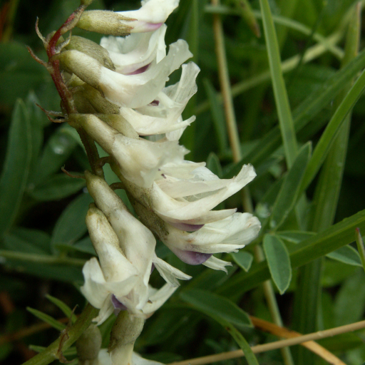 Indian Milkvetch (Astragalus Australis) Plant Care & How to Grow, Water