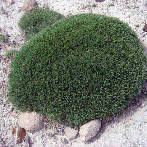 Balearic Milk-Vetch (Astragalus Balearicus) Plant Care & How to Grow, Water