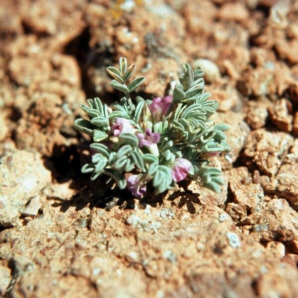 Beatley's Milkvetch (Astragalus Beatleyae) Care Guide: Water, Soil ...