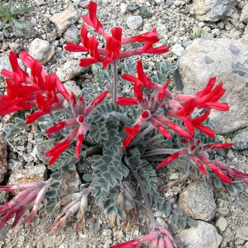 Scarlet Milkvetch (Astragalus Coccineus) Plant Care & How to Grow, Water