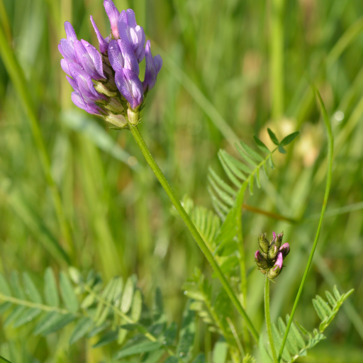 Purple Milk-vetch (Astragalus Danicus) Plant Care & How to Grow, Water