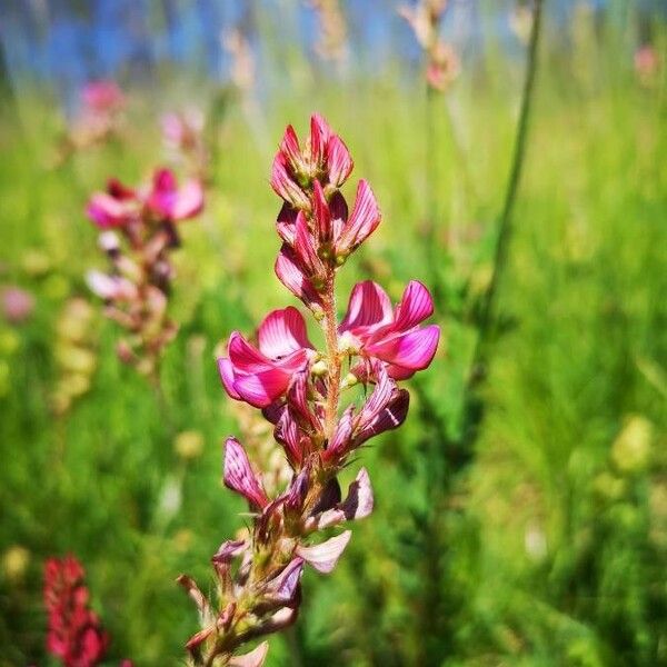 Astragalus Glaux Plant Care & How to Grow, Water