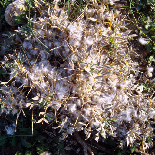 European Milkvetch (Astragalus Hamosus) Plant Care & How to Grow, Water