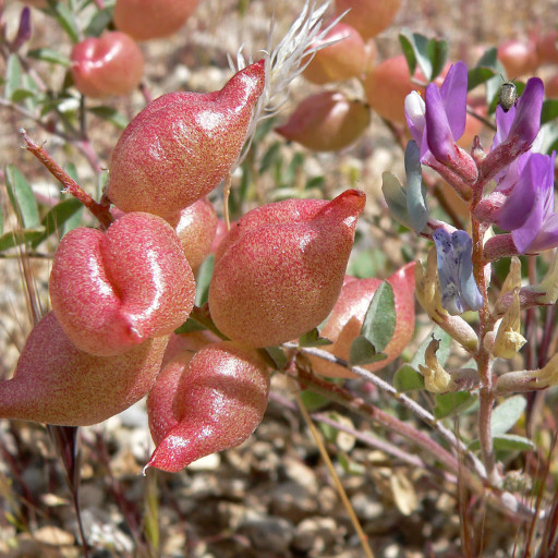 Freckled Milkvetch (Astragalus Lentiginosus) Plant Care & How to Grow ...