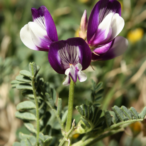 Texas-Pea (Astragalus Nuttallianus) Plant Care & How to Grow, Water
