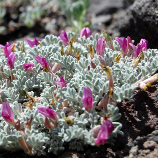 Pursh Milk-Vetch (Astragalus Purshii) Plant Care & How to Grow, Water