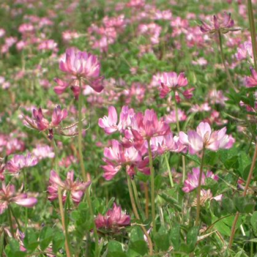 Chinese Milk-vetch (Astragalus Sinicus) Plant Care & How to Grow, Water