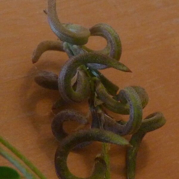 Astragalus Solandri Plant Care & How to Grow, Water