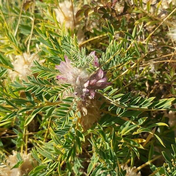 Astragalus Thracicus Care Guide: Water, Soil & Propagation - Plantiary