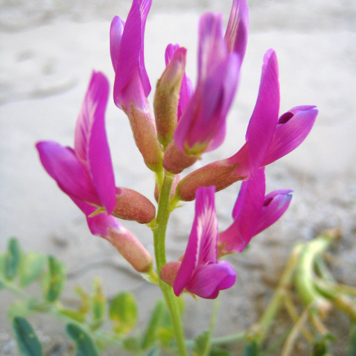 Milkvetches (Astragalus) Plant Care & How to Grow, Water