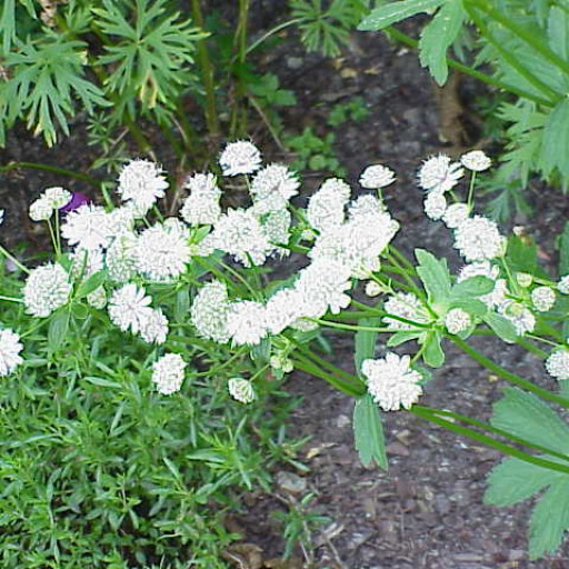 Greater Masterwort (Astrantia Major) Plant Care & How to Grow, Water
