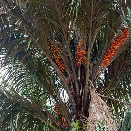 Tucum Palm (Astrocaryum Vulgare) Plant Care & How to Grow, Water
