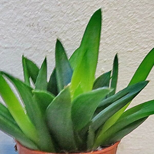 Astroloba Pentagona Plant Care & How to Grow, Water