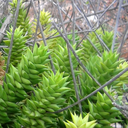 Astroloba Spiralis Plant Care & How to Grow, Water