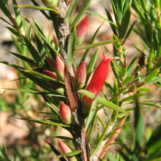 Cranberry Heath (Astroloma Humifusum) Care Guide: Water, Soil ...