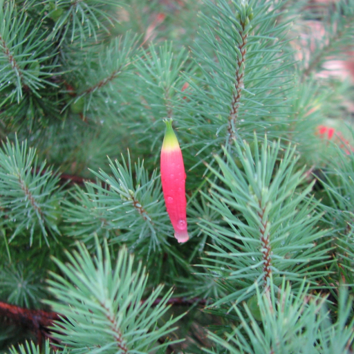 Pine Heath (Astroloma Pinifolium) Care Guide: Water, Soil & Propagation ...