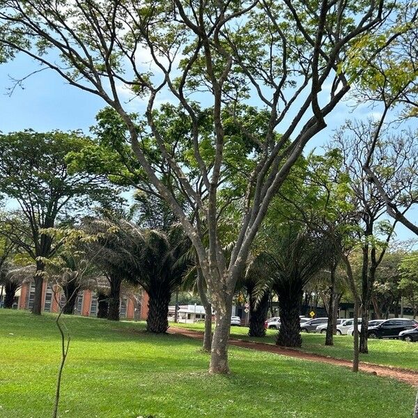 Tigerwood (Astronium Fraxinifolium) Plant Care & How to Grow, Water