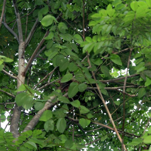 Goncalo Alves (Astronium Graveolens) Plant Care & How to Grow, Water