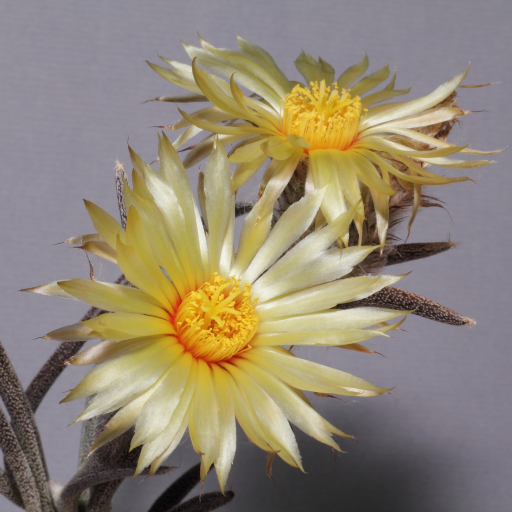 Astrophytum Caput-medusae Plant Care & How to Grow, Water