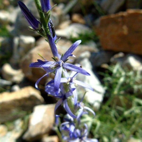 Asyneuma Limonifolium Care Guide: Water, Soil & Propagation - Plantiary