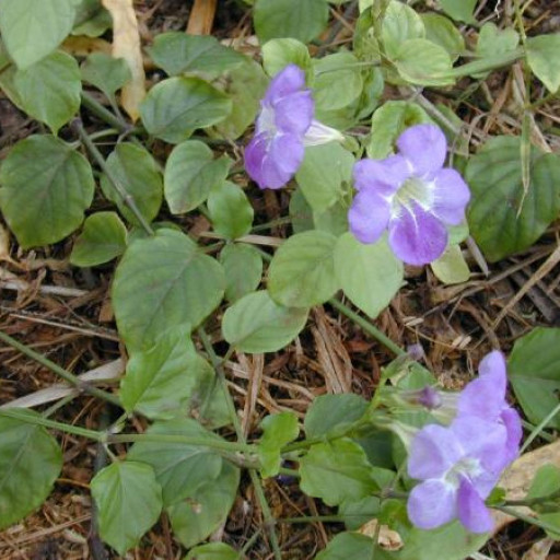 Sugar Maple (Acer Saccharum) Plant Care & How to Grow, Water